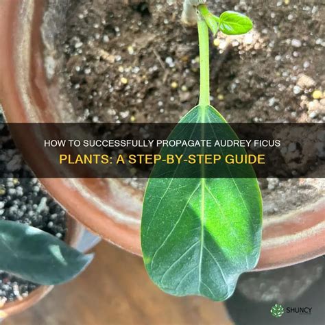 How To Successfully Propagate Audrey Ficus Plants A Step By Step Guide