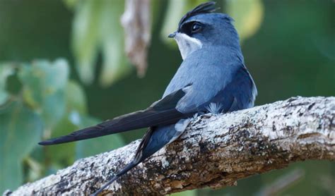 Crested Treeswift Facts Distribution And Population Biodb