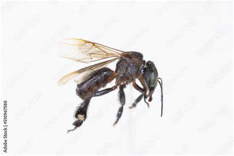 Characteristics Of Honey Bee And Stingless Bee Hymenoptera For