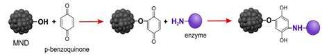 A Scheme Of Functionalization Of Nanoparticle Surface And Covalent Download Scientific Diagram