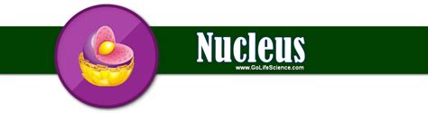 Nucleus Central Part Of The Cell Structure And Functions