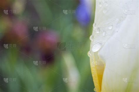 剑兰用露水洗净洁白如花