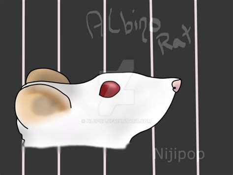 Albino Rat By Nijipop On Deviantart