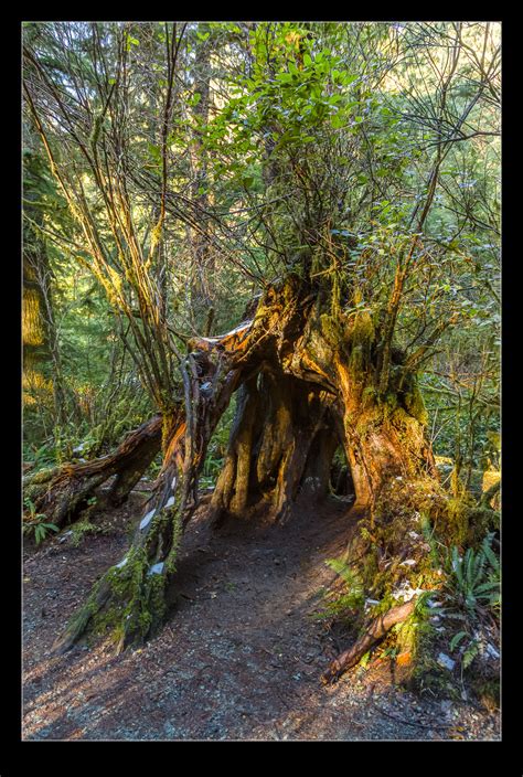 Spooky Tree Trunk RobsBlogs