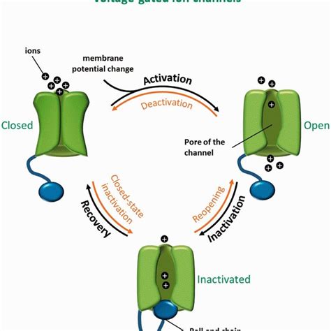 PDF ICEPO The Ion Channel Electrophysiology Ontology