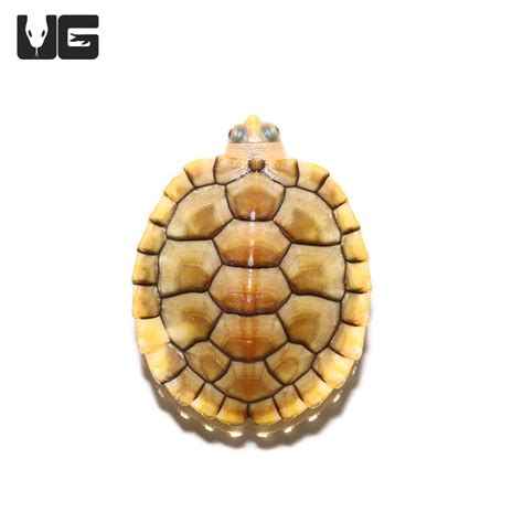 Caramel Pink Albino Red Ear Slider Turtles Trachemys Scripta Elegans