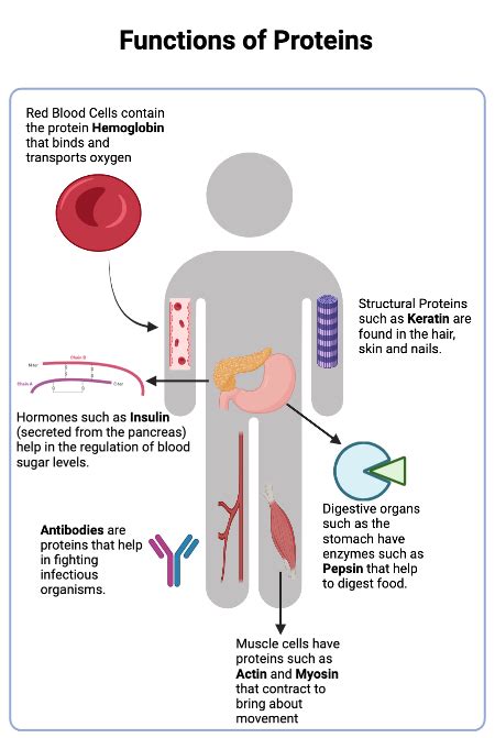 Connecting Macromolecule Type To Function Practice Biology Practice Problems