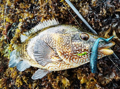 Catching Wrasse On Lures
