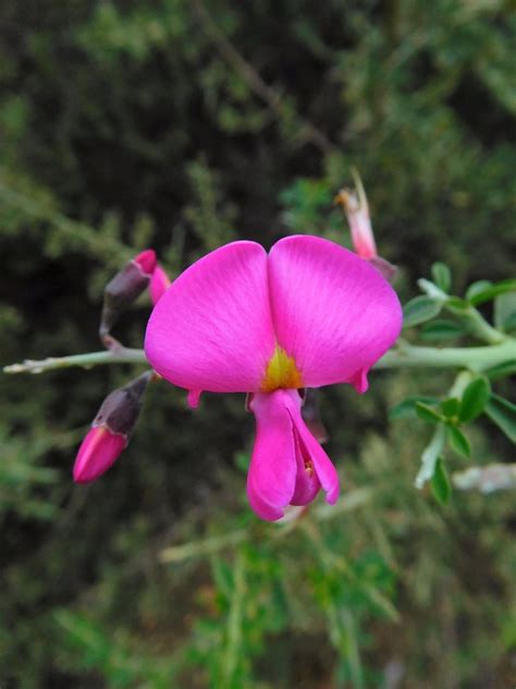 Pickeringia Montana Calflora
