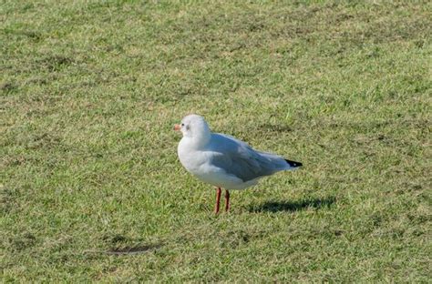 Premium Photo Seagull On Field