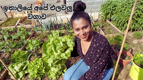 එලවලු වර්ග විස්සකින් හැඩ උන අපේ පුංචි වගාව Summer Garden Tour 2023