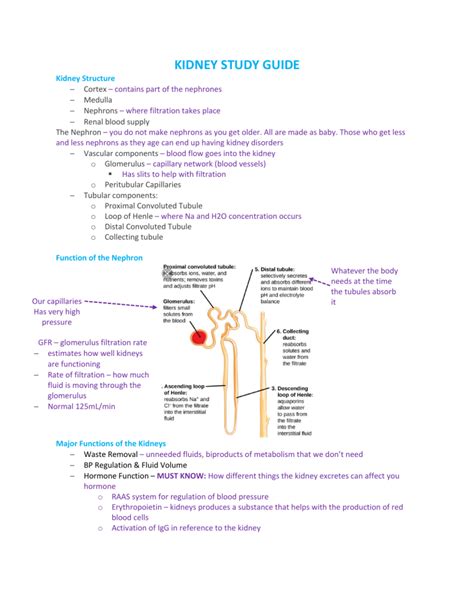 Kidney Study Guide Structure Function And Regulation