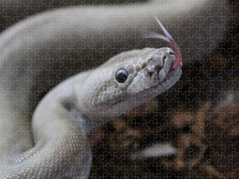 Green Granite Burmese Python