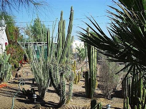 Cacti In Palo Verde Garden
