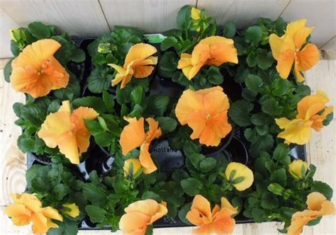 Violen Oranje 12 Stuks Bol