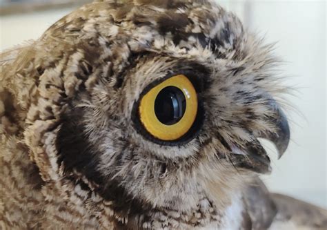 ‘arrested Owl On The Prowl Gets The Kindest Sentence