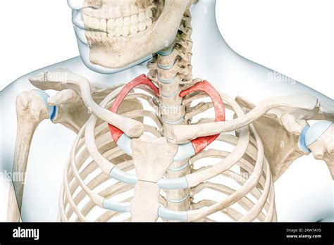 First Rib In Red Color With Body 3d Rendering Illustration Isolated On White With Copy Space