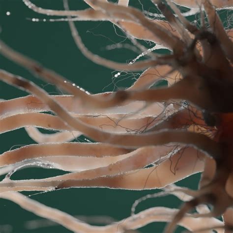 Generative Sculpture Using Grasshopper Grasshopper McNeel Forum