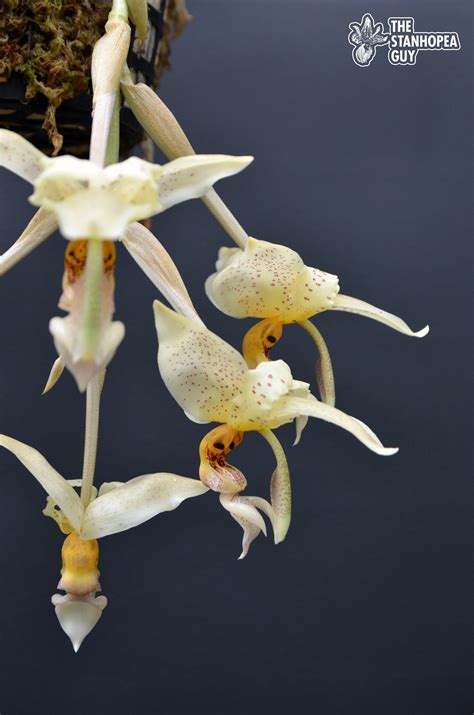 Anfracta — Stanhopeas — The Stanhopea Guy