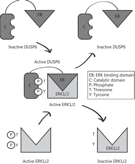 Dual Specificity Phosphatase Semantic Scholar
