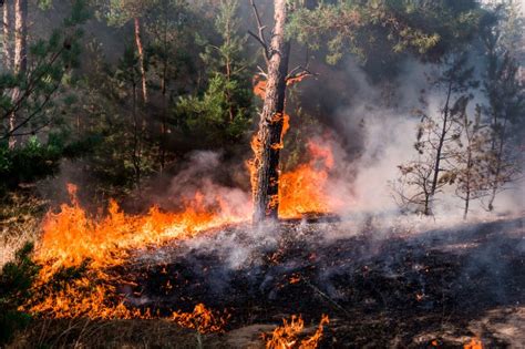Climate Change And Wildfires SearchScene Blog