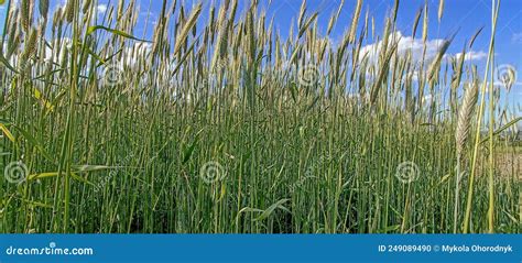 The Rye Growing In The Field Rye Ear Close Up Secale Cereale Stock