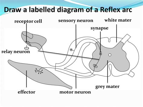 Draw A Labelled Diagram Of Reflex Arc