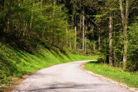 Free Images Tree Forest Wilderness Road Trail Leaf Autumn Usa