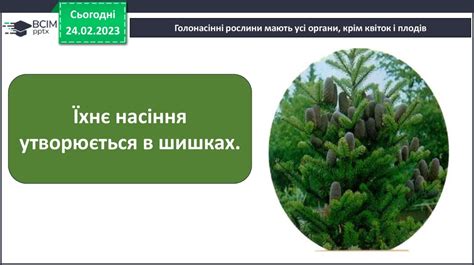 Спільне та відмінне у голонасінних та покритонасінних рослин урок № 44 презентация онлайн
