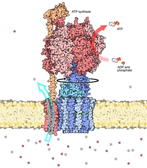 Of Bacteria And Men The Science And Art Of David Goodsell