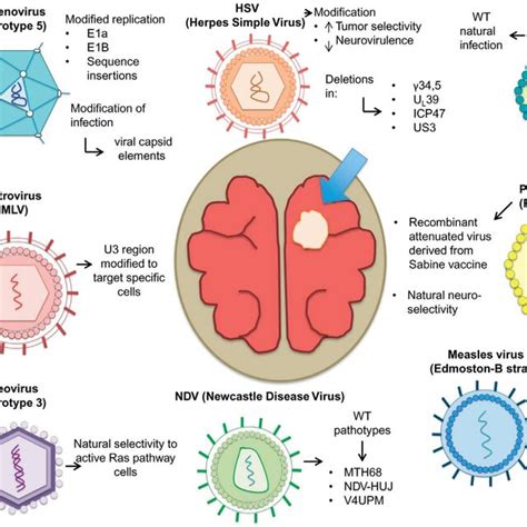 Oncolytic Viruses As A Treatment For Cancer To Regulate Their Download Scientific Diagram