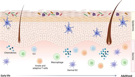 Skin Barrier Immunology From Early Life To Adulthood Mucosal Immunology