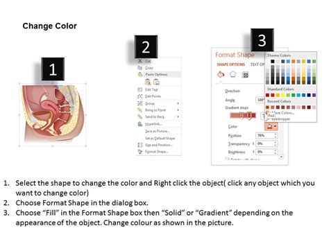 0514 The Human Female Genital System Medical Images For PowerPoint Presentation Graphics
