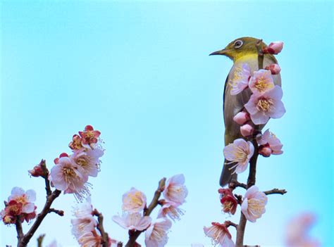 梅×メジロ By 聖太のパパ0526 （id：12248765） 写真共有サイトphotohito