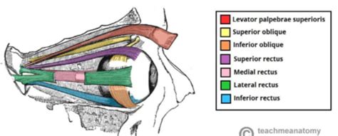 neuroanatomy exam ii flashcards quizlet