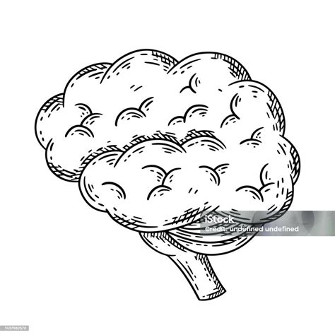 Human Brain Hand Drawn Sketch Vector Isolated Illustration Stock