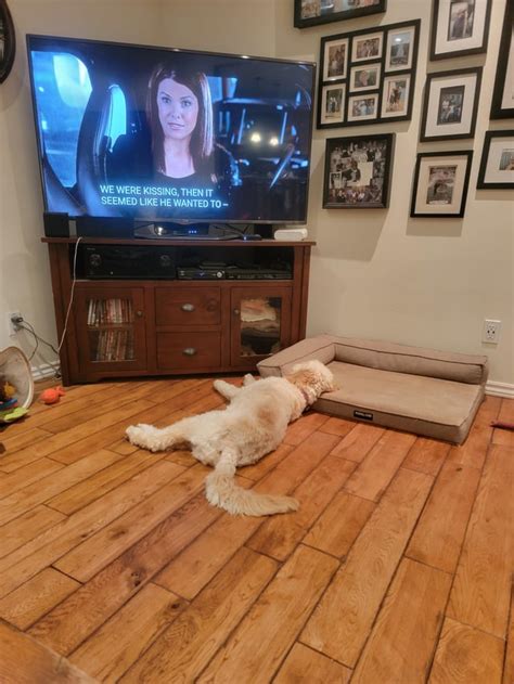 Her Favorite Way To Watch Gg Oc Rgilmoregirls