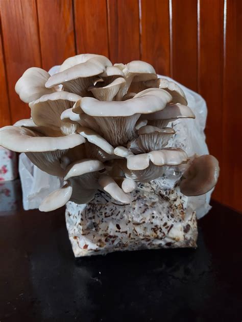 Grown On Wallnuts R Experimyco