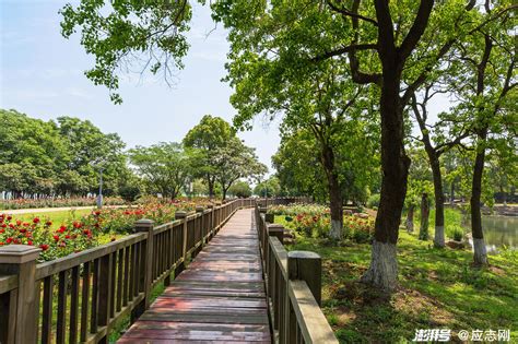 去盛泽湖月季园赏初夏的浪漫 澎湃号湃客 澎湃新闻 The Paper