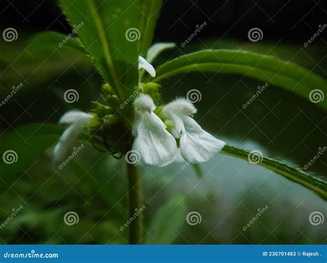 Leucas Aspera Plant Mostly Known As Thumbai Or Thumba Its Various Uses