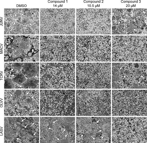 Effects Of Compounds 1 To 3 On Cell Cell Fusion Shown Is The Extent Of Download Scientific