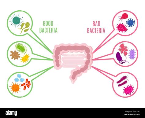 Poster Of Intestinal Flora Gut Health Vector Concept With Bacteria And Probiotics Icons Isolated