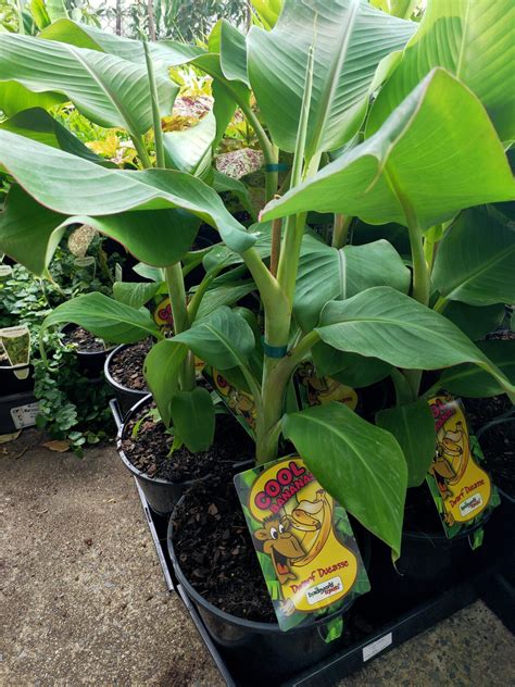 Dwarf Sugar Banana Qld Only Fruit Tree Buy Online At Ladybird Nursery