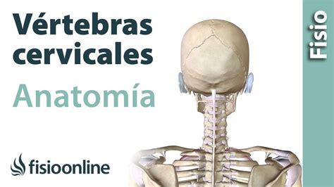 Anatomía De Las Cervicales Conoce Sus Huesos Ligamentos