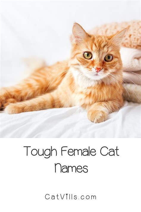 100 Spectacular Spanish Cat Names For Male Female Kitties Artofit