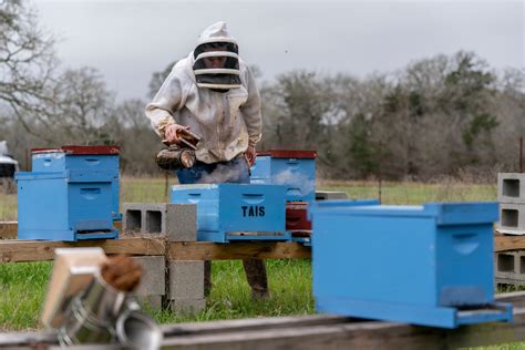 20210305 Texas Apiary Inspection Service Lm Agrilife Today