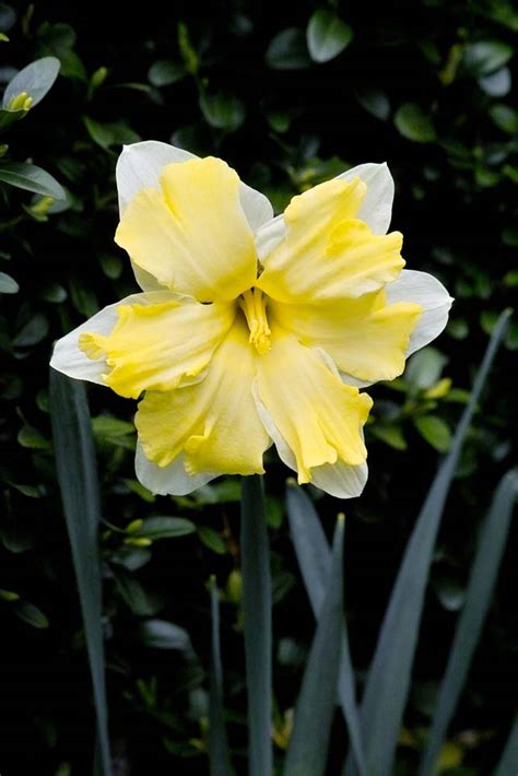 Narcissus Cassata Daffodil Cassata New York Plants Hq