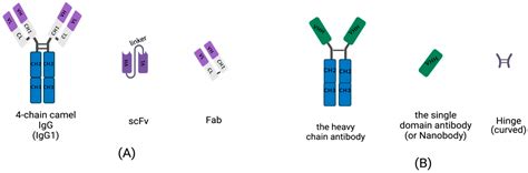 Application Progress Of The Single Domain Antibody In Medicine
