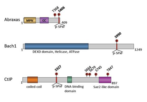 Three Proteins Abraxas Bach1 And Ctip Contain P Spxf Motif That Binds