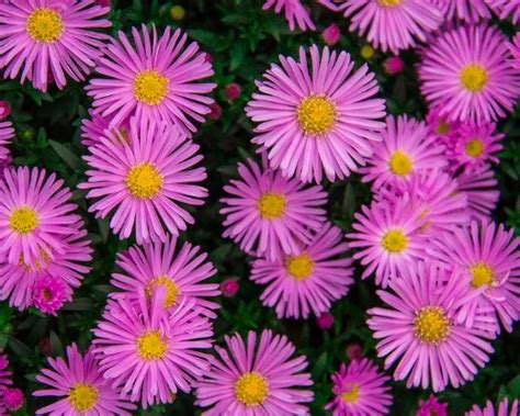 Aster Alpinus Happy End Blackford Plants